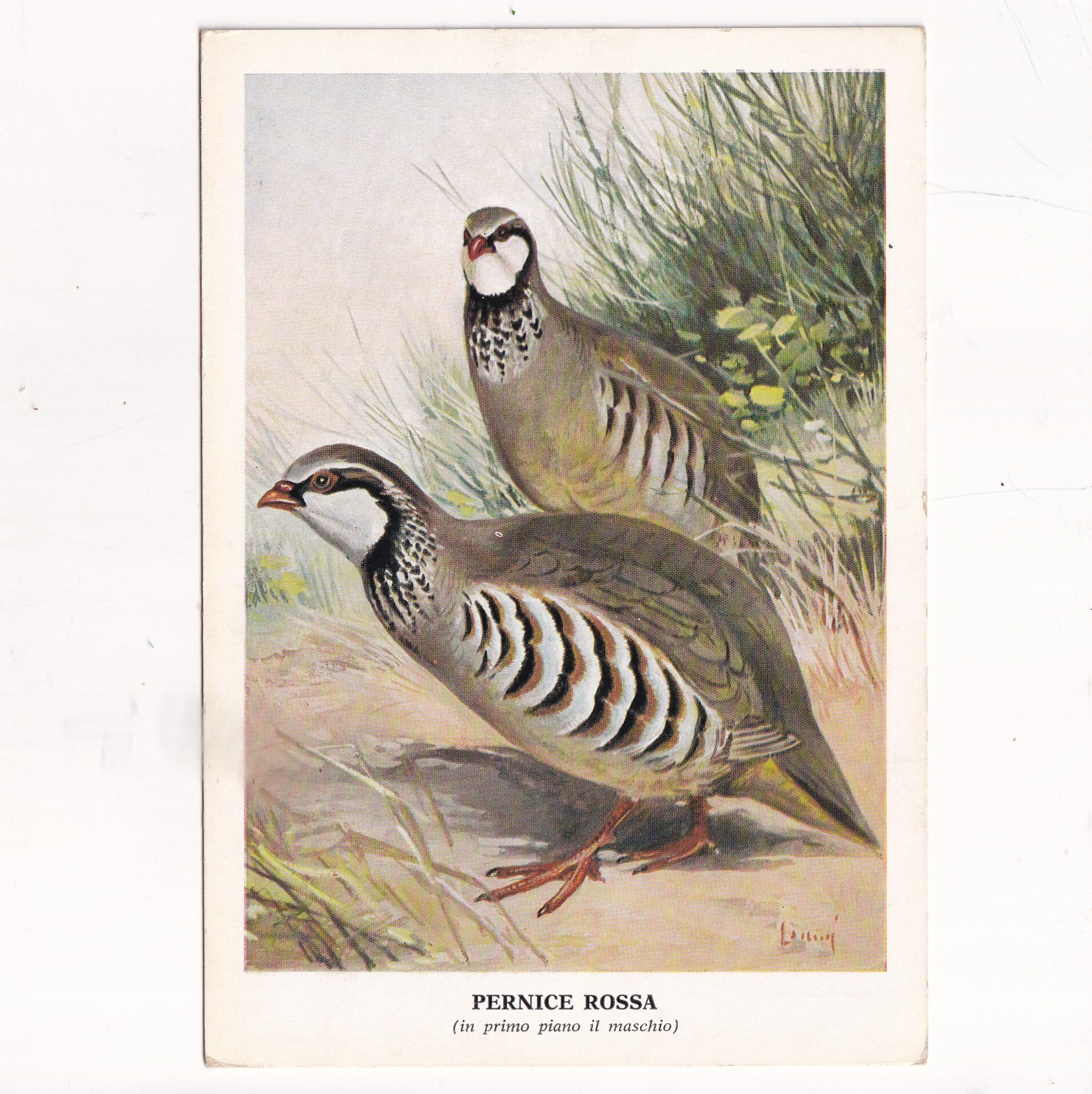 PTAKI PTAK PERNICE ROSSA POCZTÓWKA A11163 – Widokówki, pocztówki ...